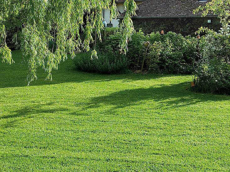 Pelouse : Quels sont les différentes pelouses ? - Parcs et jardins ...