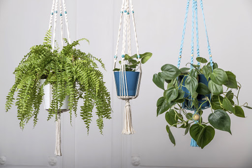 Type de plante : Quels sont les différentes plantes ? - Parcs et ...